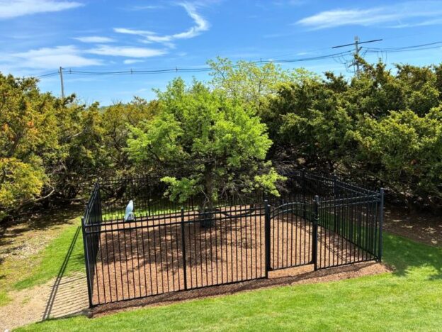 Endicott Pear Tree in Danvers, Massachusetts - History of Massachusetts ...